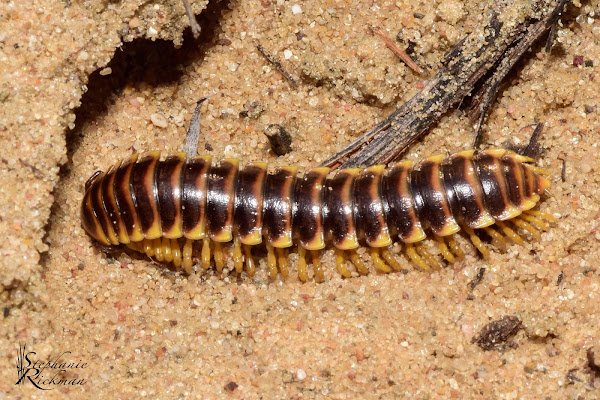 Flat-Backed Millipede | Project Noah