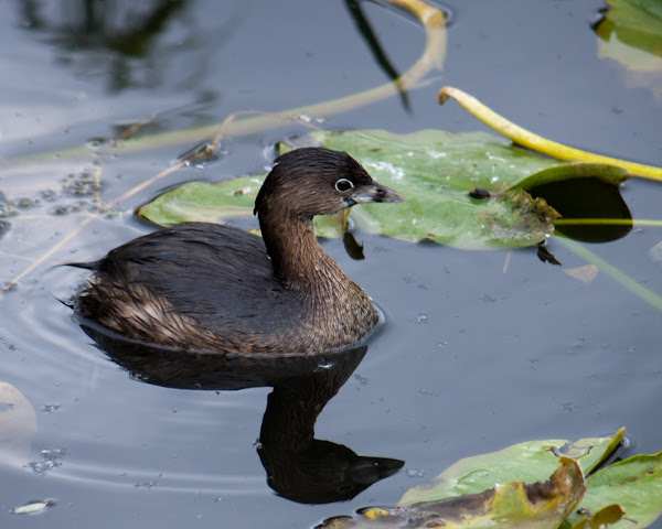 Pied-billed Grebe | Project Noah