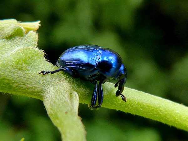 Metalic blue weevil | Project Noah