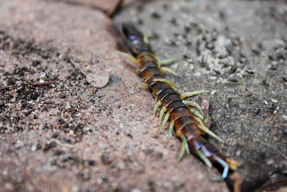 Centipede | Project Noah