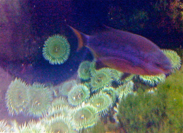 Giant Green Anemone | Project Noah