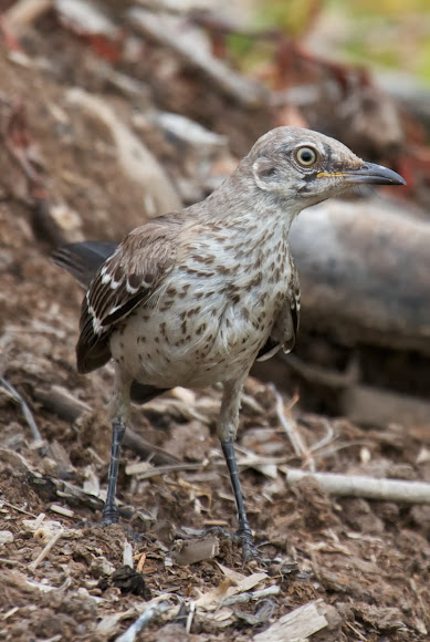 Northern Mockingbird (juvenile) | Project Noah
