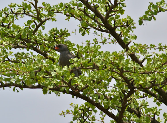 Red-billed Buffalo Weaver (male) | Project Noah