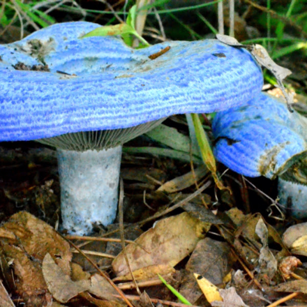 Blue milk-cap | Project Noah