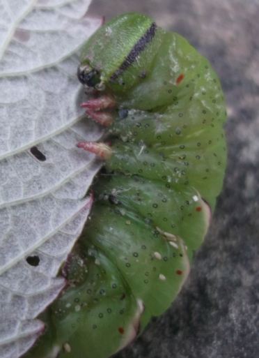 Northern Apple Sphinx Moth | Project Noah