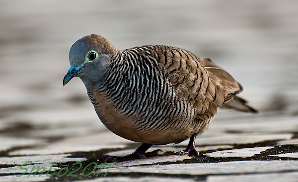 Zebra dove | Project Noah
