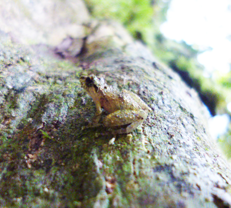 Pygmy Rain Frog | Project Noah