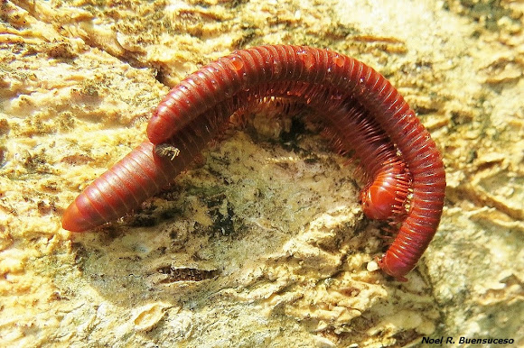 Rusty Millipedes | Project Noah