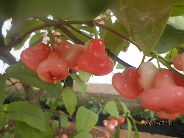 Jambu kancing. | Project Noah