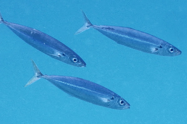 Big-Eye Scad | Project Noah