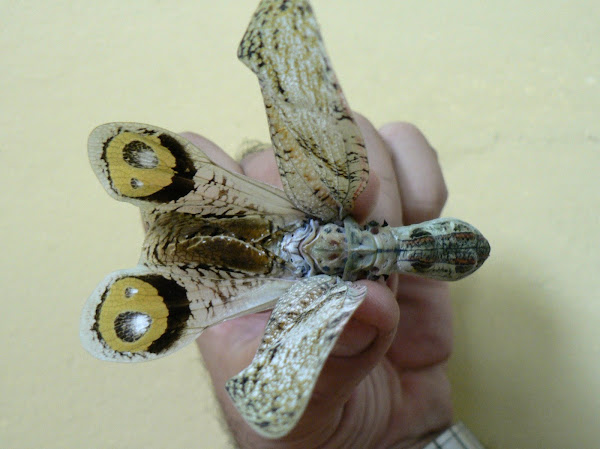 Peanut-head Bug | Project Noah