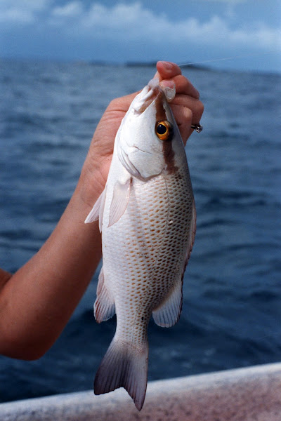 Mangrove Snapper | Project Noah