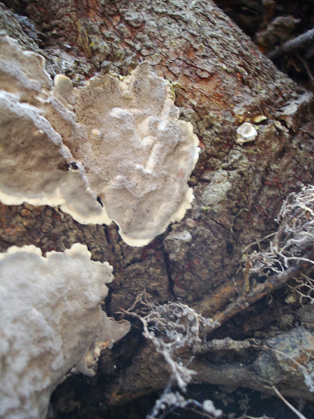 Crust Fungus | Project Noah
