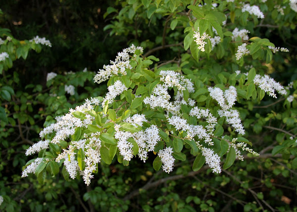 Chinese Privet | Project Noah