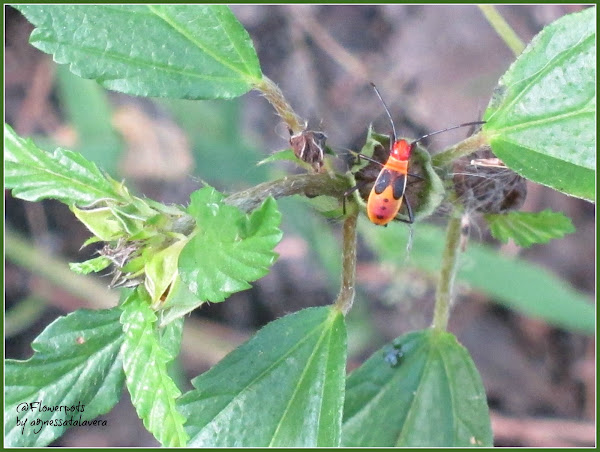 Cotton Stainer Bug (Nymph) | Project Noah