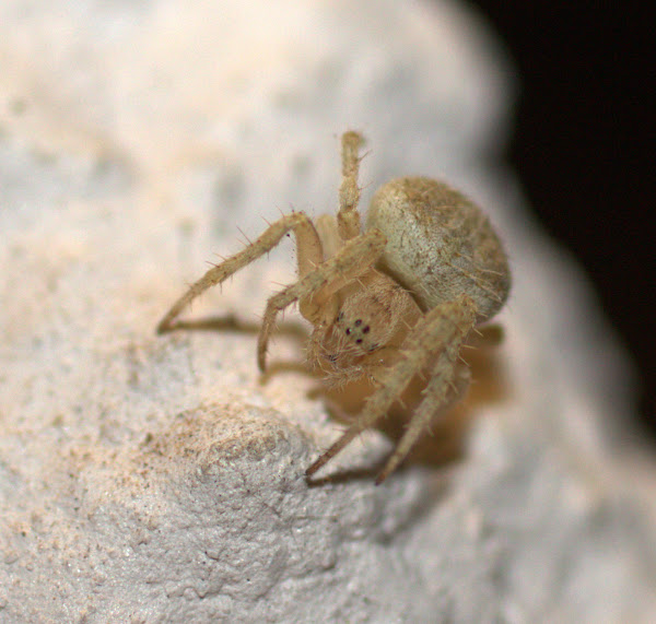 Hairy Field Spider | Project Noah