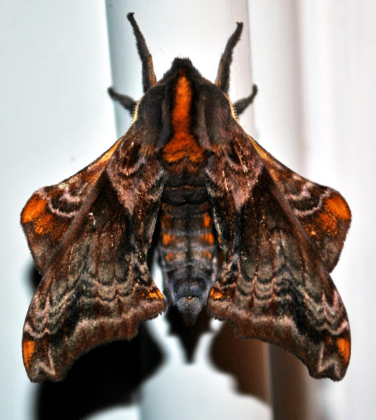 Small-Eyed Sphinx Moth | Project Noah
