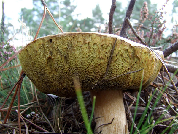 Boring Brown Bolete or Yellow-cracked Bolete | Project Noah