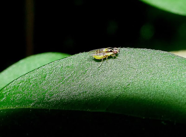 Frit Fly | Project Noah