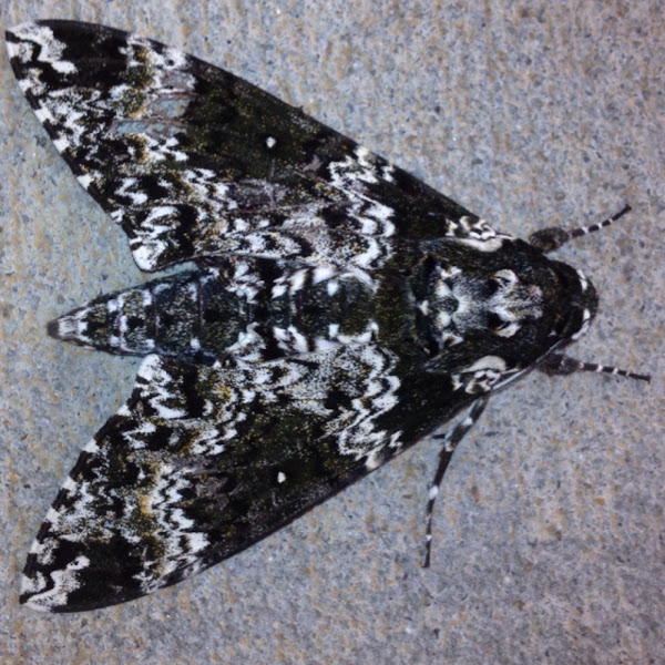 Rustic Sphinx Moth | Project Noah