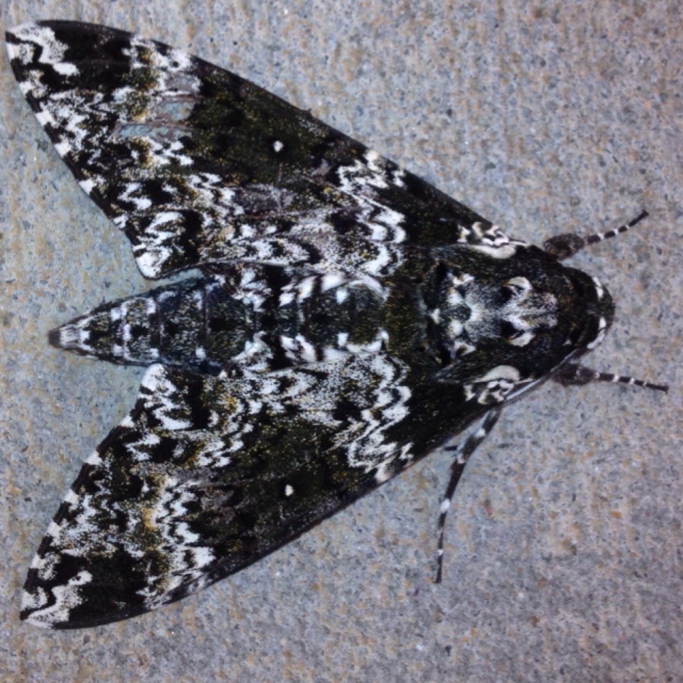 Rustic Sphinx Moth | Project Noah