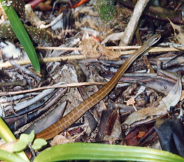 Colubrid snake | Project Noah