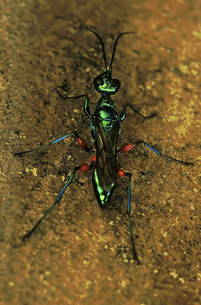 Emerald Cockroach Wasp | Project Noah