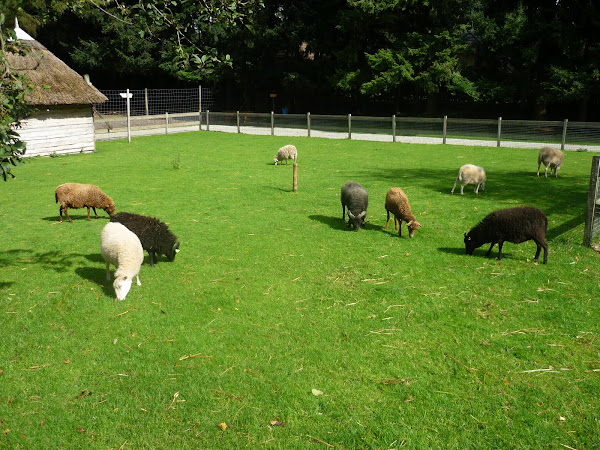 Ouessant Sheep | Project Noah