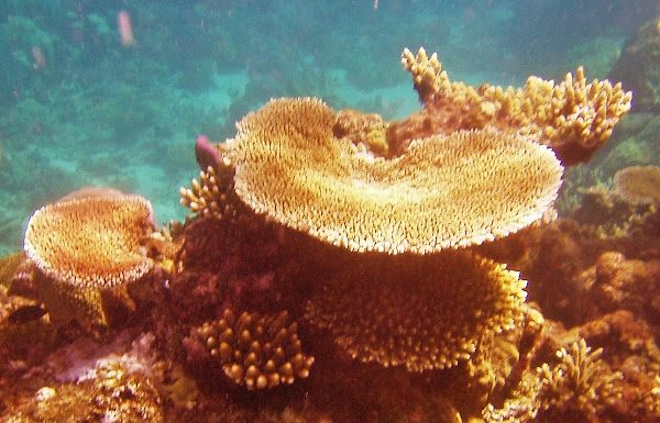 Table coral | Project Noah