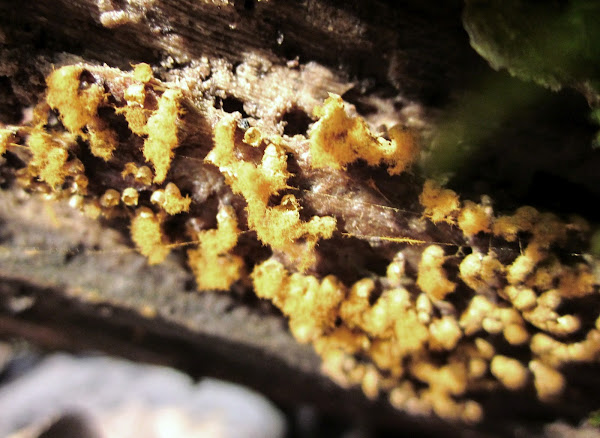 Trichia decipiens | Project Noah