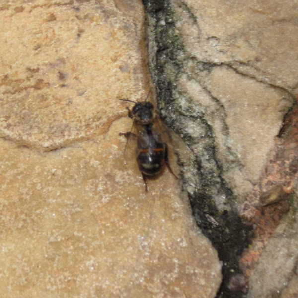 Western honey bee | Project Noah