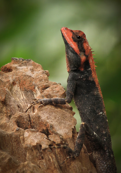 Forest Calotes | Project Noah
