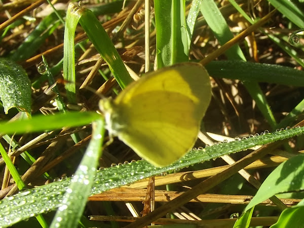 Small Grass Yellow | Project Noah