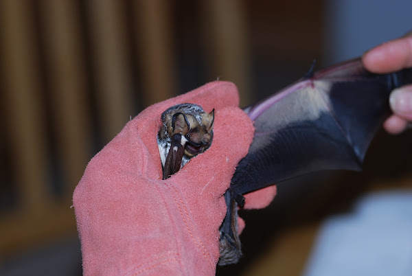 Hoary Bat | Project Noah