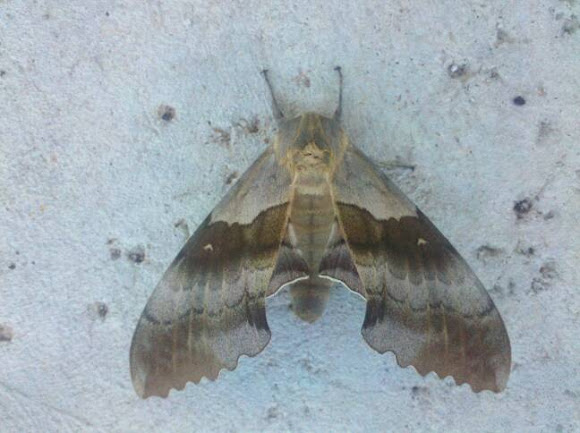 Western Poplar Sphinx Moth | Project Noah