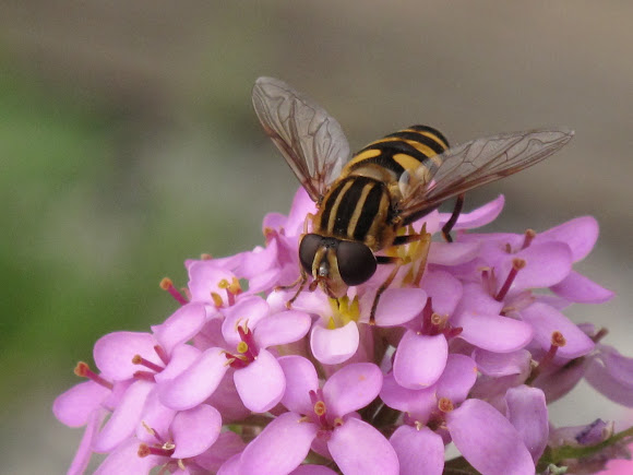 Syrphid fly | Project Noah