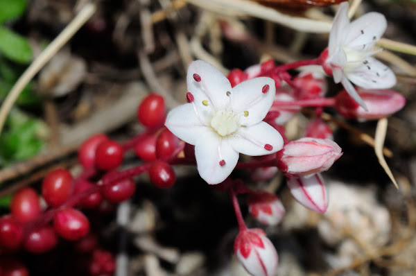 Stonecrop; Arrocillo de los Muros | Project Noah