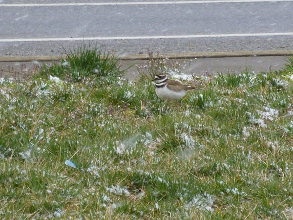 Killdeer | Project Noah