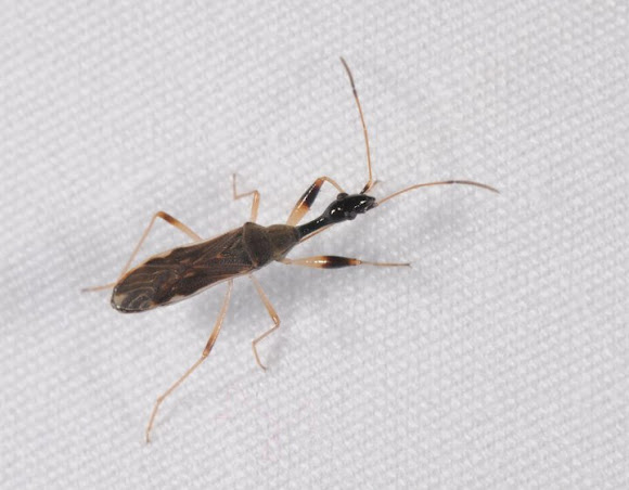 Long-necked seed bug | Project Noah