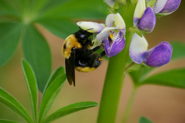 Nevada Bumble Bee | Project Noah