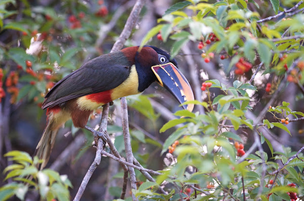 Chestnut-eared aracari | Project Noah