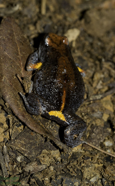 Magnificent Toadlet | Project Noah