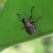 Fuller Rose Beetle | Project Noah