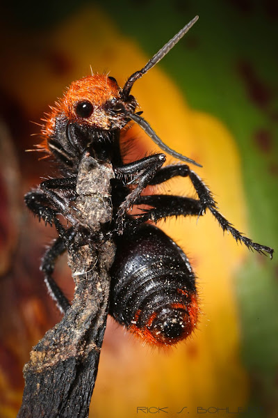 Red velvet ant or Cow Killer Ant | Project Noah