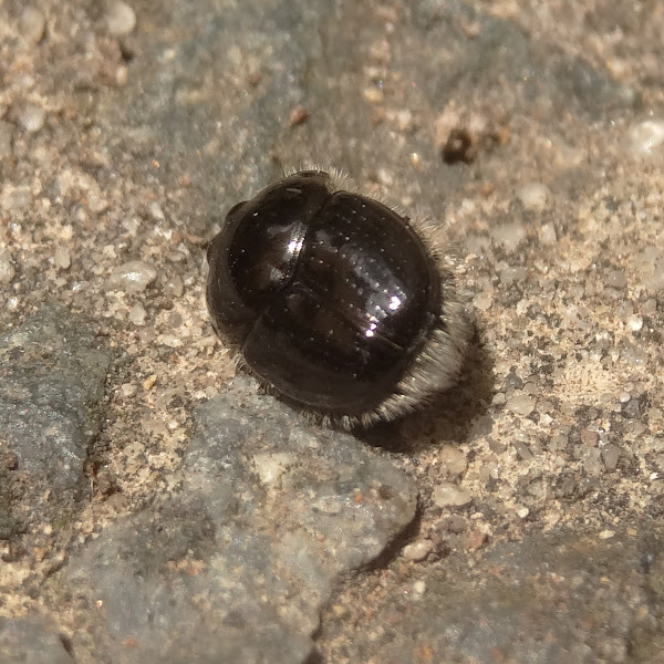 Dung beetle | Project Noah