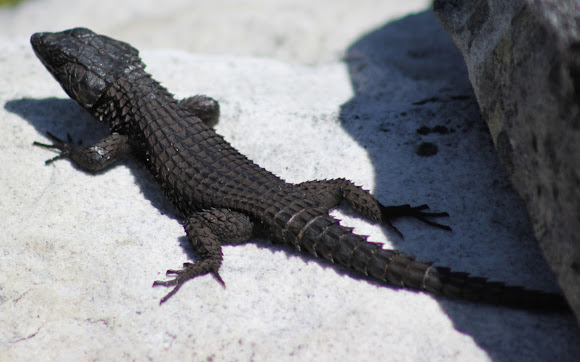 Black Girdled Lizard | Project Noah