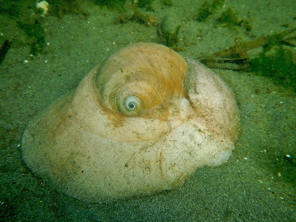 Northern Moon Snail | Project Noah