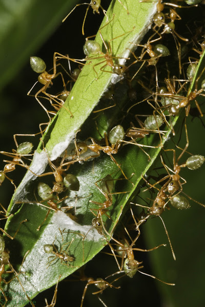 Green Tree Ant | Project Noah