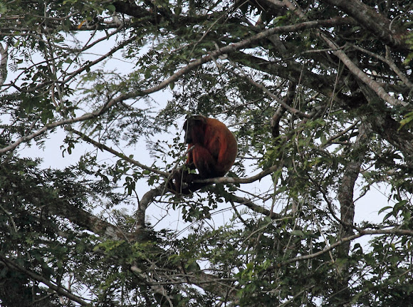 Guyanan Red Howler Monkey | Project Noah