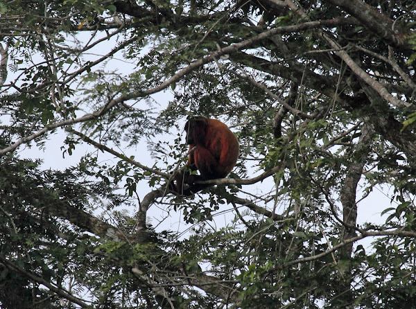 Guyanan Red Howler Monkey | Project Noah